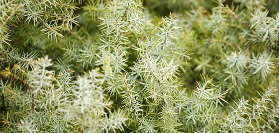 Michaël Comte, notre récolteur de Cade