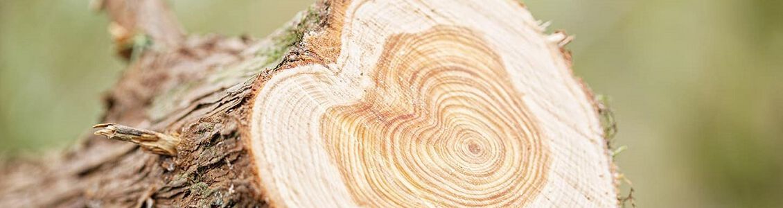 Ingrédient - Le Cade, son histoire & ses bienfaits