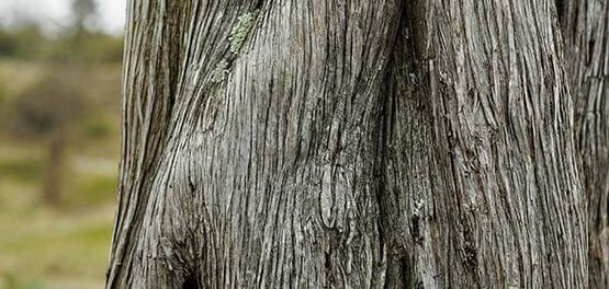 Michaël Comte, notre récolteur de Cade