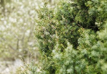 Ingrédient - Le Cade, son histoire & ses bienfaits