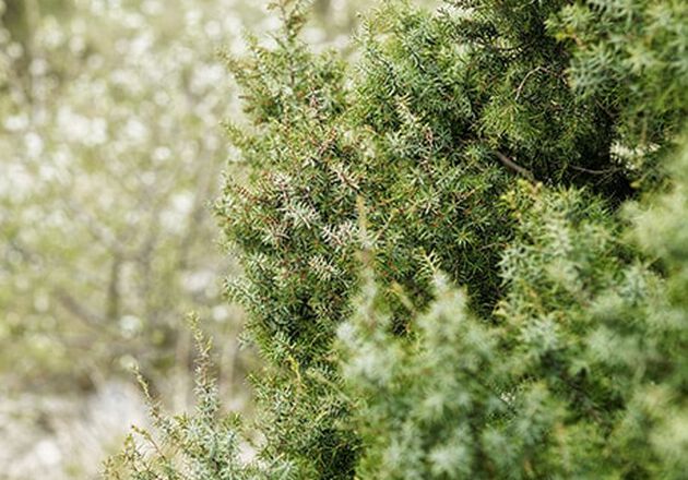 Ingrédient - Le Cade, son histoire & ses bienfaits