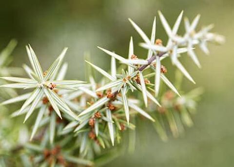 Ingrédient - Le Cade, son histoire & ses bienfaits